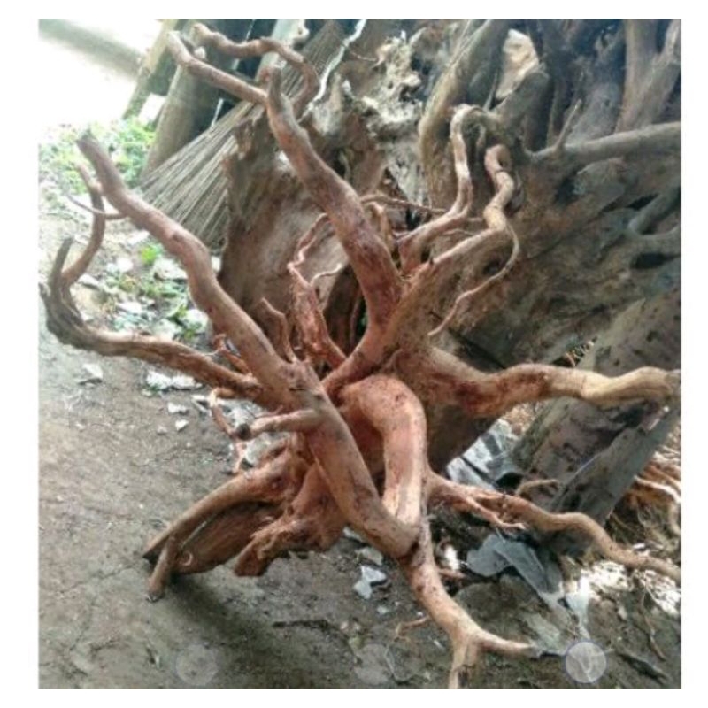 Jual Akar rasamala 50 cm | Shopee Indonesia