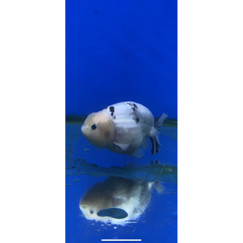 Jual RANCHU COW RANCU SAPI HIAS MAS KOKI FANCY GOLDFISH | Shopee Indonesia