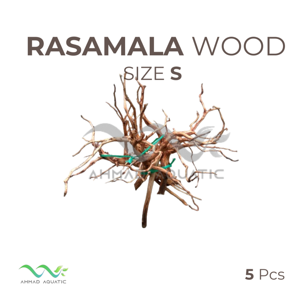 Jual Akar Kayu Rasamala ukuran S (5 pcs) | Shopee Indonesia