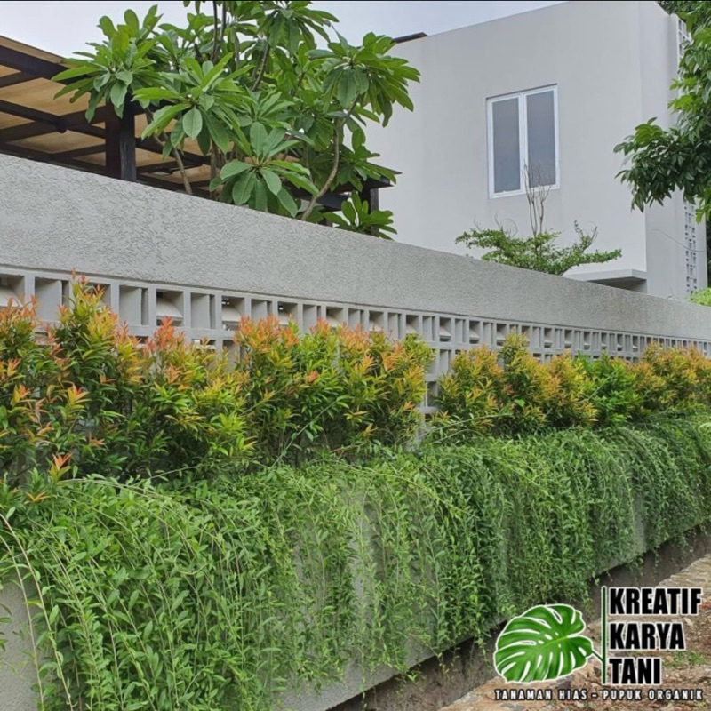 Jual Tanaman lee kwan yew - Li kuan yu | Shopee Indonesia