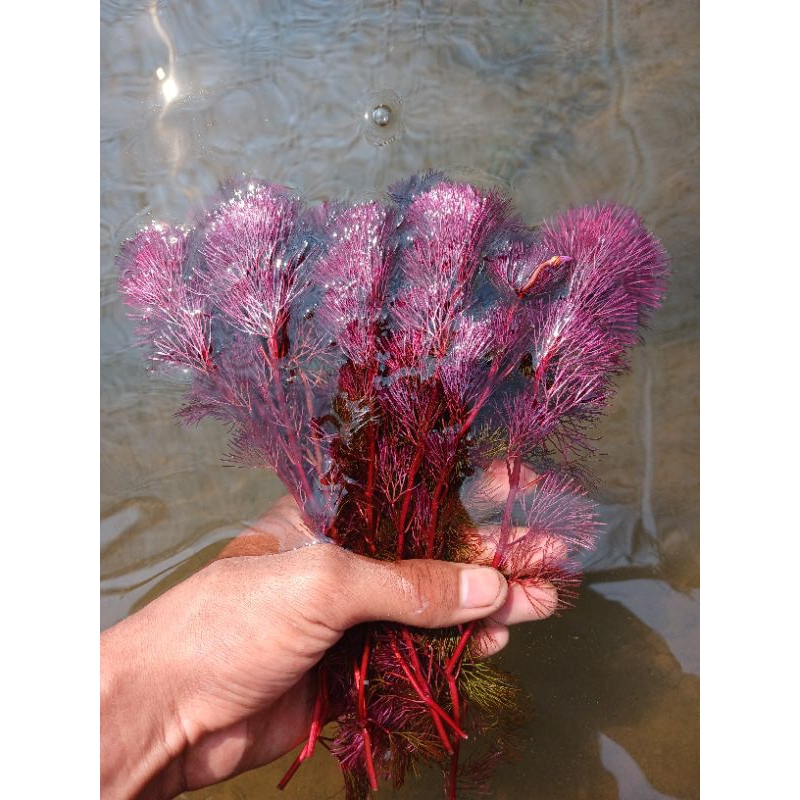 Jual CABOMBA PURCATA SUPER RED PER 10-100 BATANG TANAMAN AQUASCAPE ...