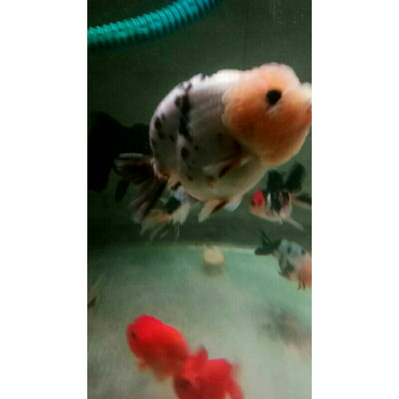 Jual ikan mas koki Lioncu sapi SB BerJambuL Grade Rare item | Shopee ...