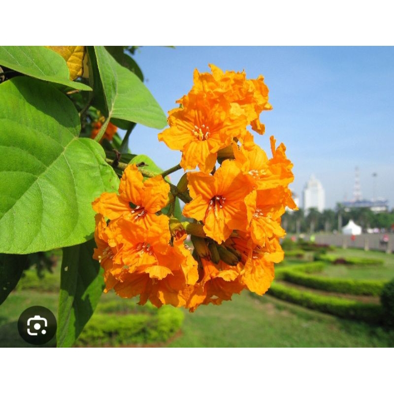 Jual pohon jati mas paketan isi (10) tinggi 3meter | Shopee Indonesia