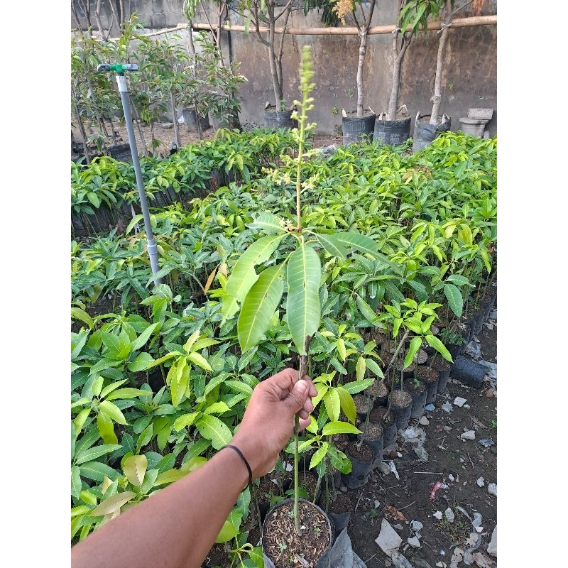 Jual Mangga HARUM MANIS BUNGA mangga GADUNG SUPER BUNGA (BISACOD ...