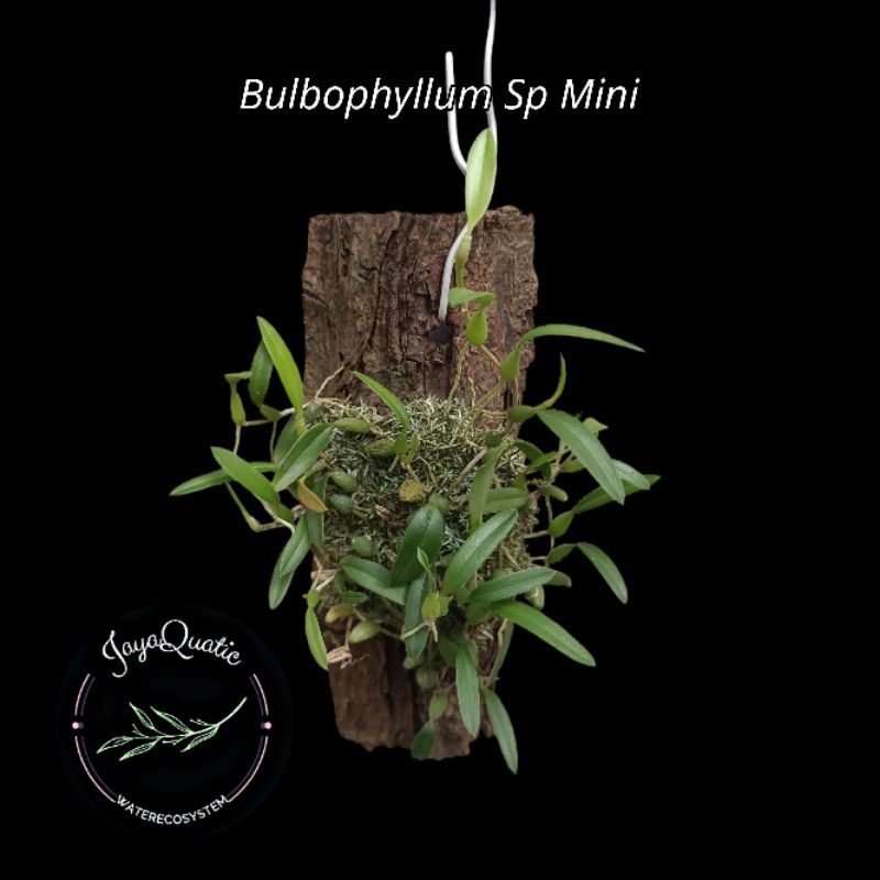 Jual Bulbophyllum Sp Mini "Anggrek Mini" - Tanaman Hias Gantung ...