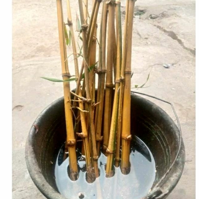 Jual Bambu kuning stek cuting bonggol tanaman hias bambu kuning bambu ...