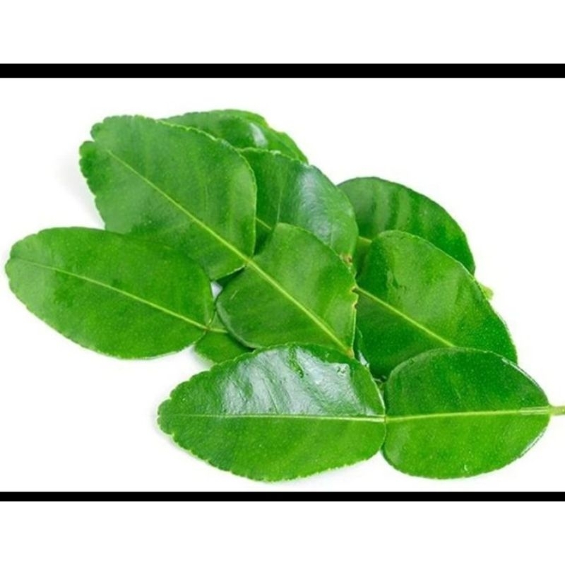 Jual Daun Jeruk Purut, Daun Salam, Daun Kunyit, Daun Pandan | Shopee ...