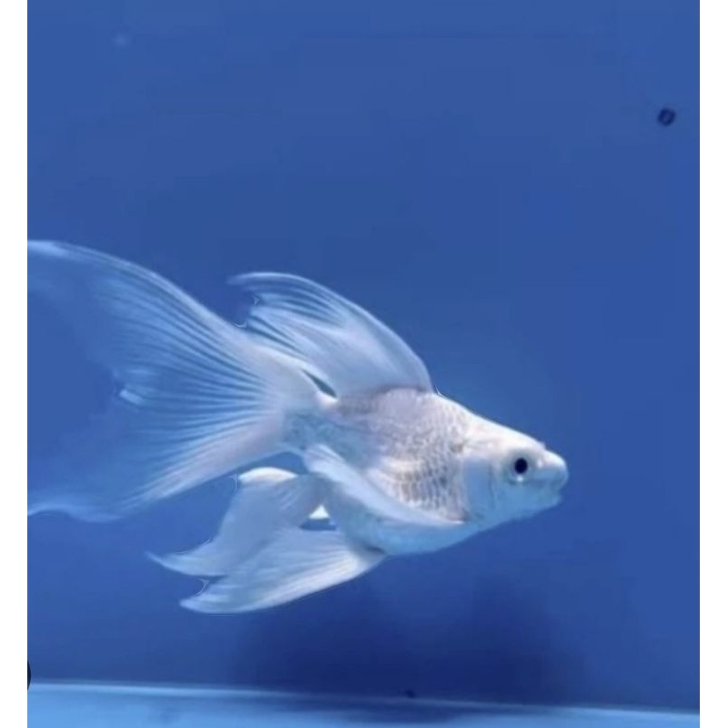 Jual IKAN KOI BUTTERFLY PLATINUM HUDIELONG UKURAN 7 cm | Shopee Indonesia