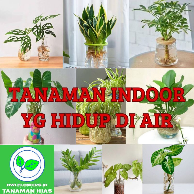 Jual (BISA COD) JENIS TANAMAN AIR HIASAN MEJA AESTHETIC BISA INDOOR ...