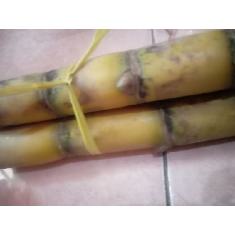Jual tebu kuning segar 1000 g | Shopee Indonesia