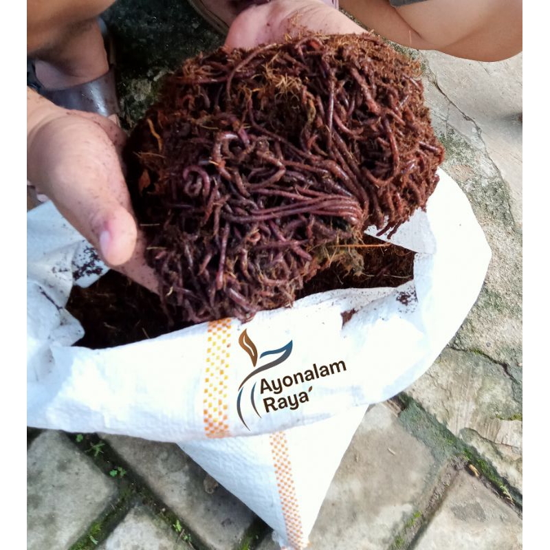 Jual Cacing Tanah Hidup 1Kg Cacing ANC Merah Kalung Kebo Lumbricus ...