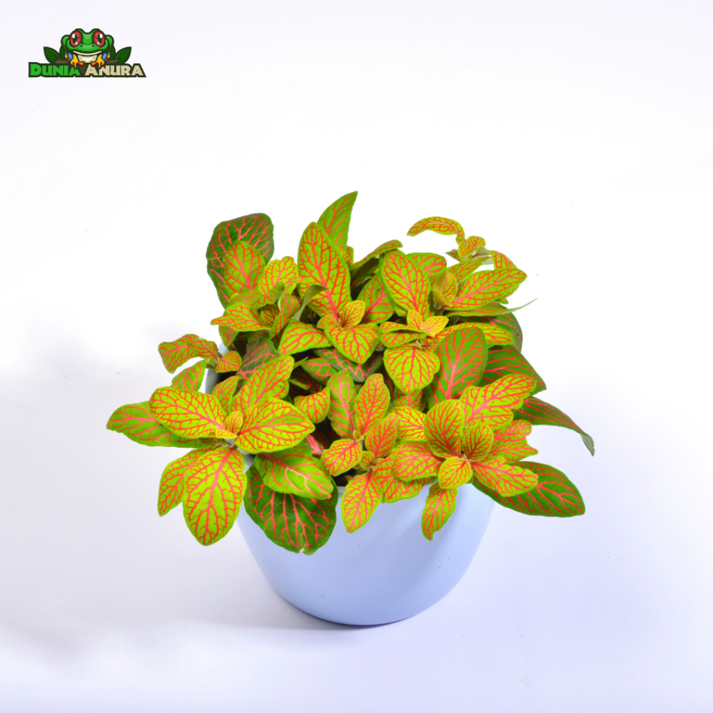 Jual Jungle plant Fittonia (mini) | Shopee Indonesia