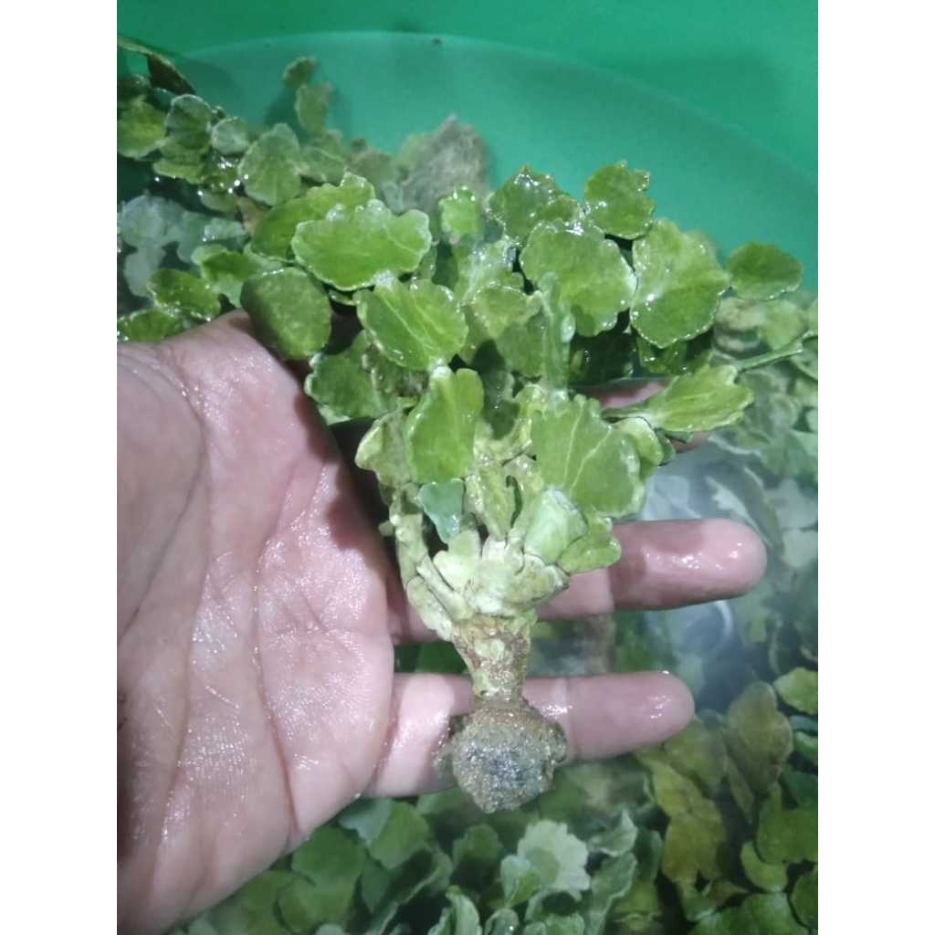 Jual Macroalgae HALIMEDA Hijau - Halimeda Algae | Shopee Indonesia
