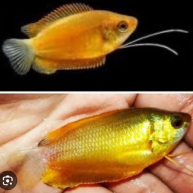 Jual IKAN HIAS SEPAT GOLDEN / SEPAT MADU / BIBIT IKAN SEPAT MADU SEPAT ...