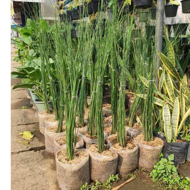 Jual tanaman bambu air untuk pot minimalis | Shopee Indonesia