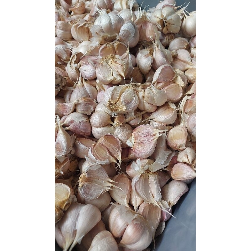 Jual bawang putih kating 1 kg | Shopee Indonesia