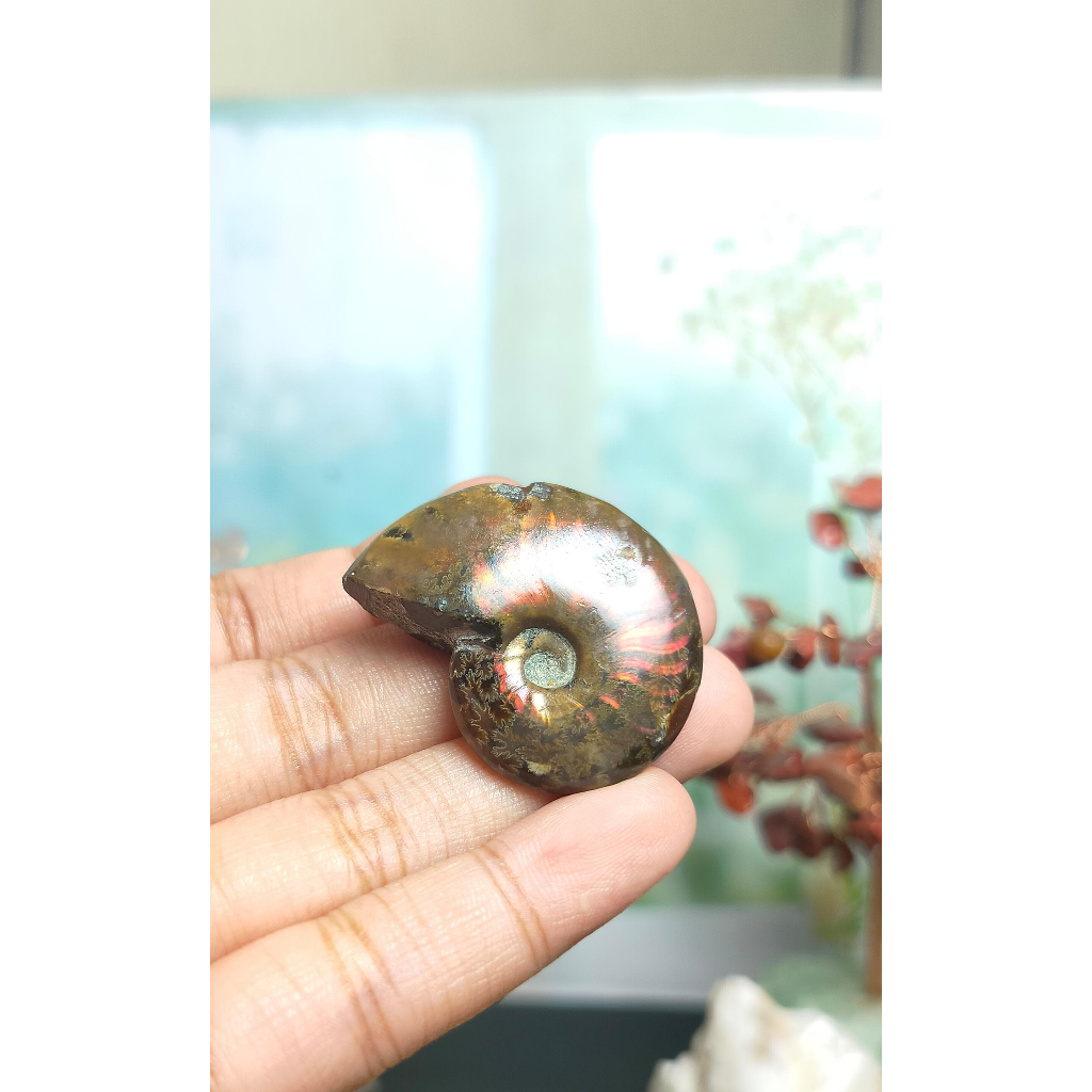 Jual Batu Natural Fossil Keong Rainbow Top Grade (19) | Shopee Indonesia