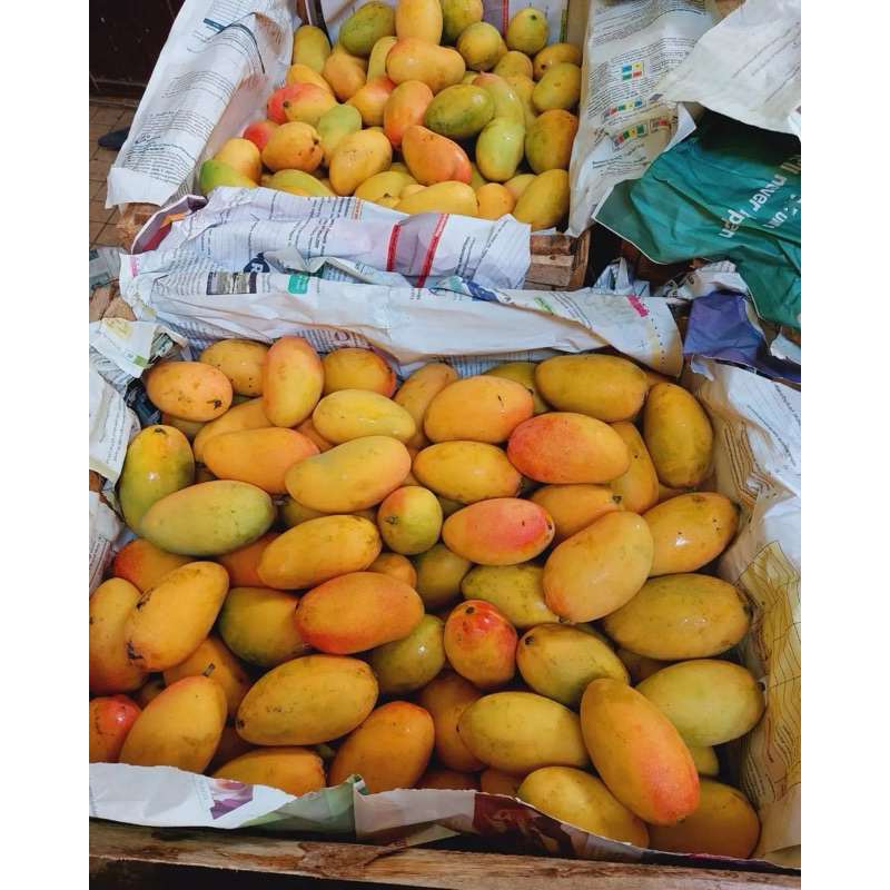 Jual Mangga Podang Gunung Suluhan Berat 1 Kg | Shopee Indonesia