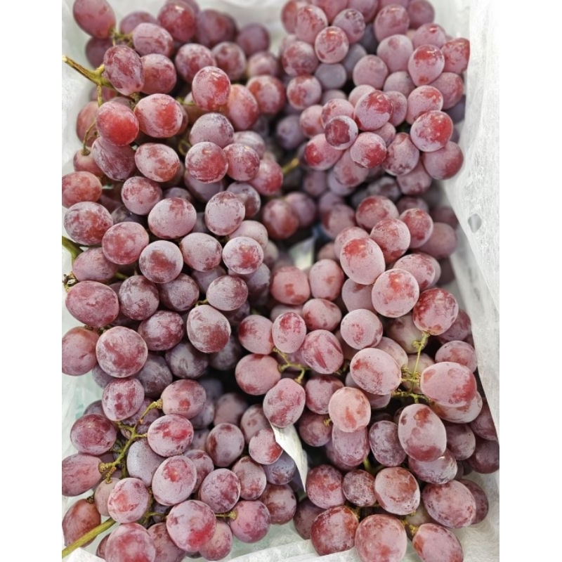 Jual anggur red globe superan 1 kg buah anggur red globe fresh graduate ...