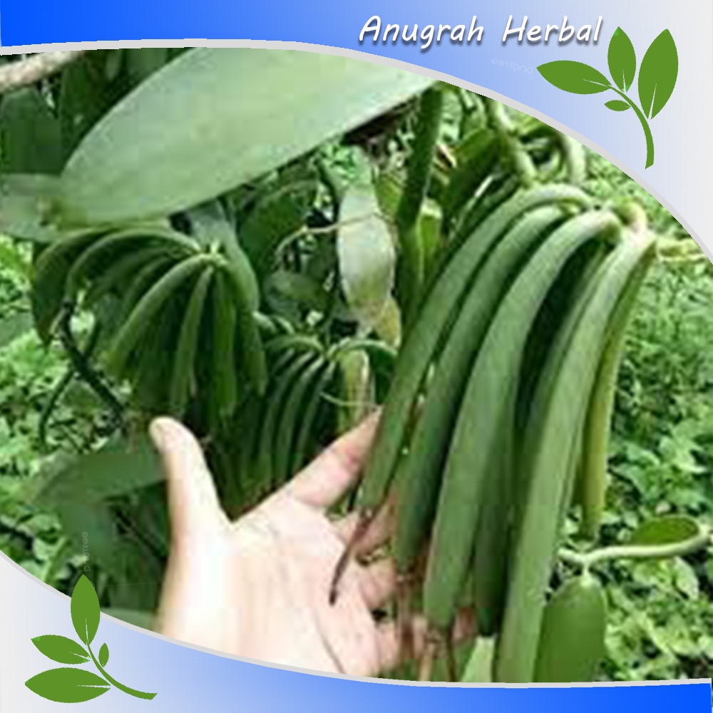 Jual Buah Vanili Vanila Vaneli Basah | Shopee Indonesia