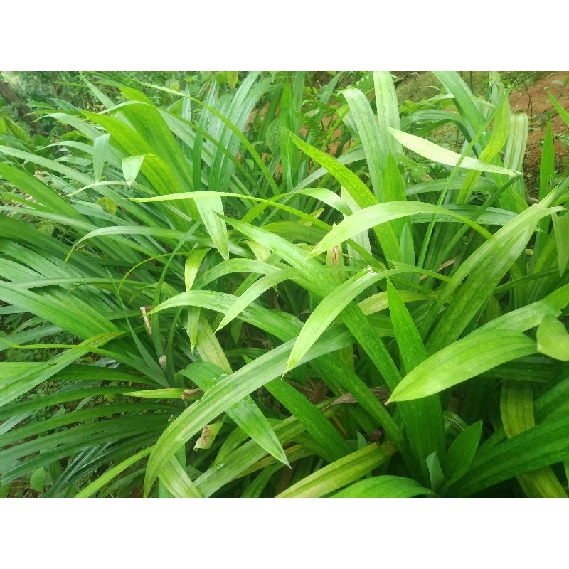 Jual Jual Daun Pandan Wangi + Tanaman Pandan Wangi | Shopee Indonesia Jual Jual Daun Pandan Wangi + Tanaman Pandan Wangi | Shopee Indonesia
