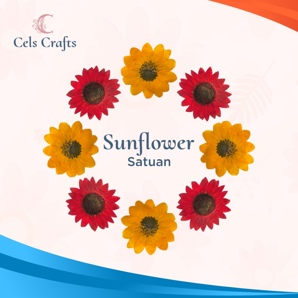 Jual [Satuan] Pressed Sunflower / Bunga Matahari Bunga Asli Kering ...