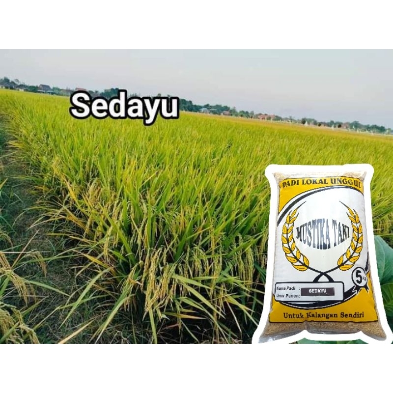 Jual BIJI PADI SEDAYU 5KG ORIGINAL | Shopee Indonesia