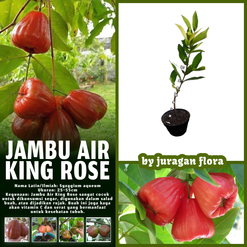 Jual BIBIT TANAMAN JAMBU KING ROSE MANIS CEPAT BERBUAH / TANAMAN JAMBU ...