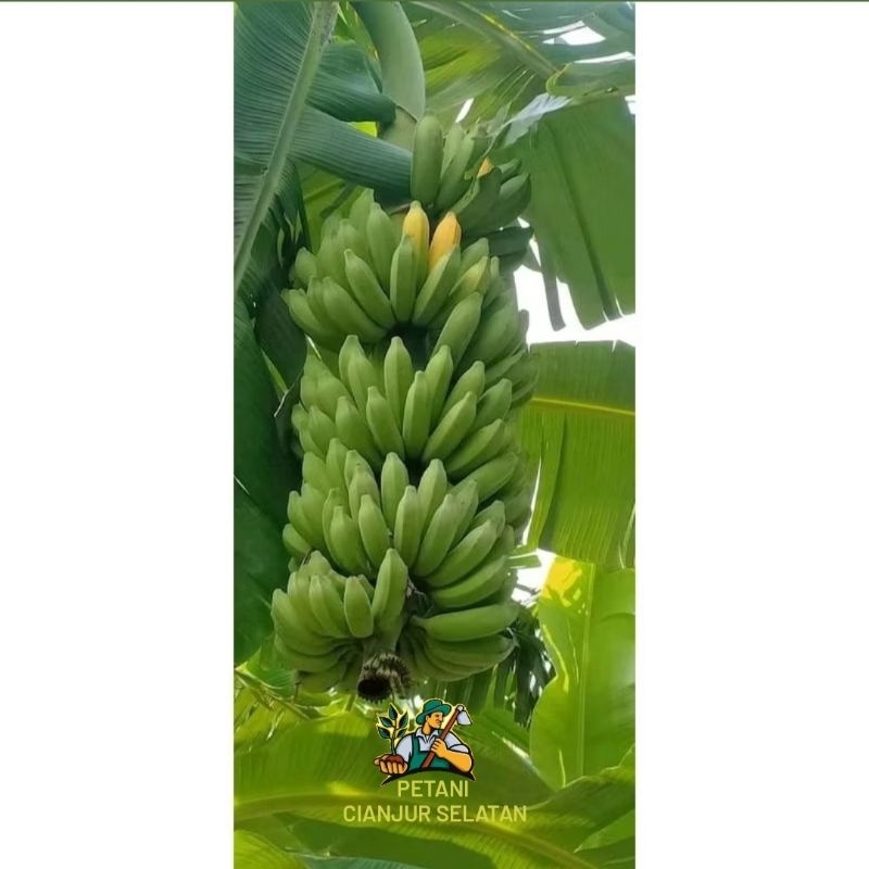 Jual 1kg Pisang Raja Bulu Super | Pisang Raja Madu | Pisang Raja KUL ...