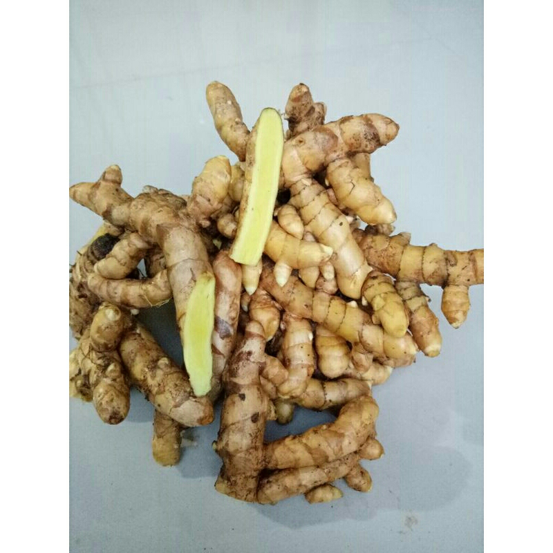 Jual 1kg Temu Mangga Segar (Curcuma amada) Temu poh | Shopee Indonesia