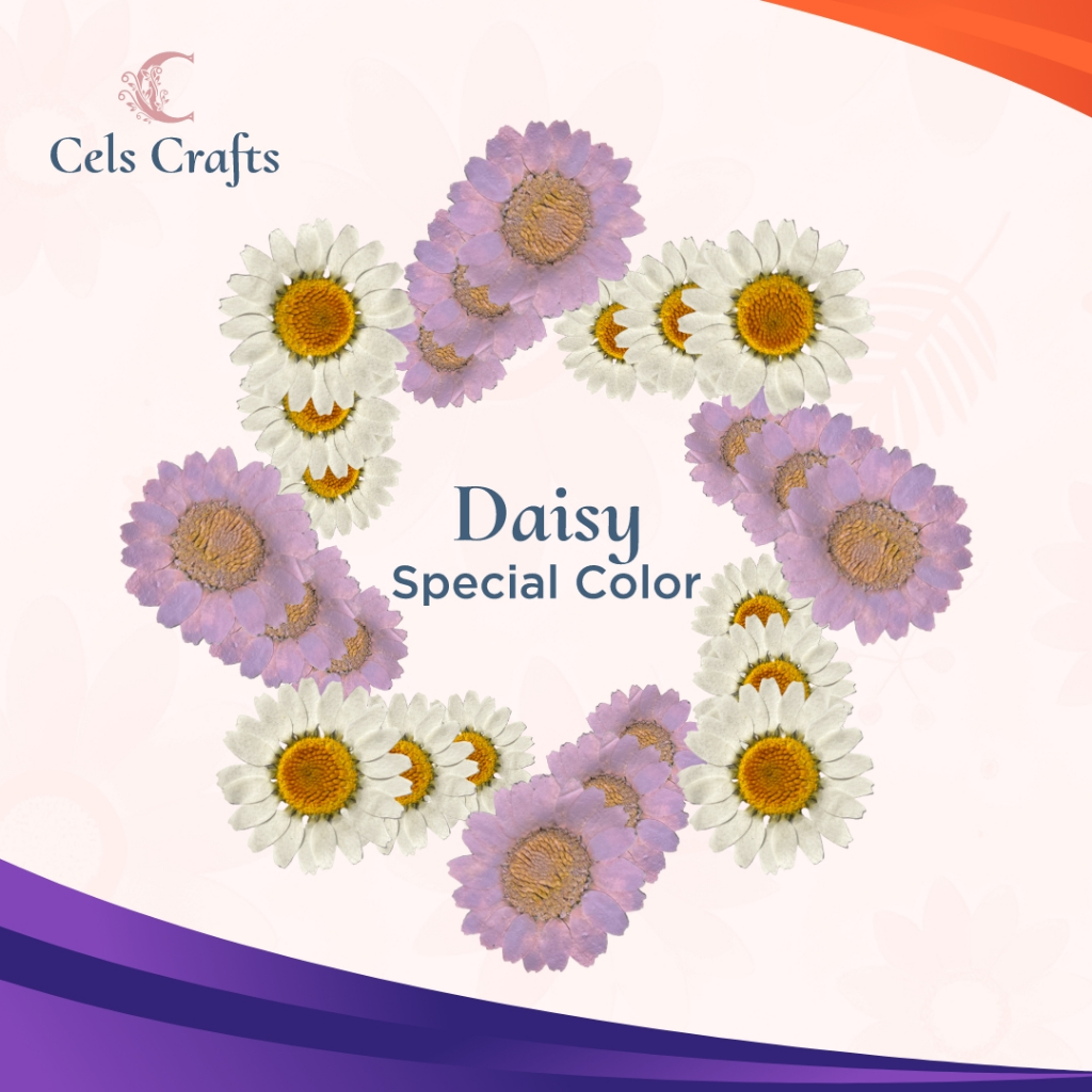 Jual [Special Colour Pack] Warna Edisi Special Chrysanthemum Paludosum ...