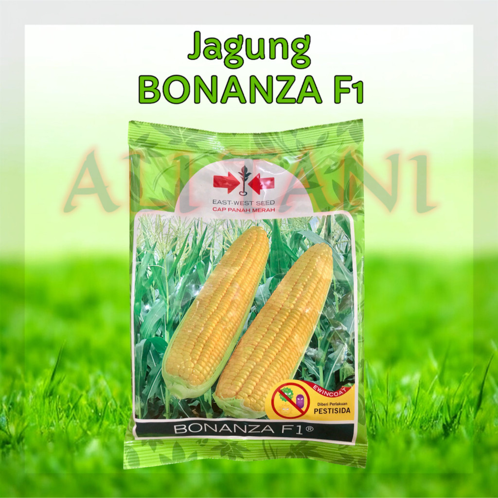 Jual BONANZA NOW F1 dan ID F1 isi 1.800 Butir Benih/Bibit Jagung Manis ...