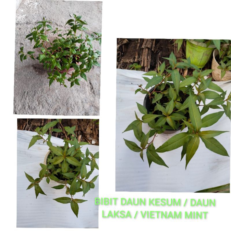 Jual BIBIT DAUN KESUM / DAUN LAKSA / VIETNAM MINT SEGAR | Shopee Indonesia