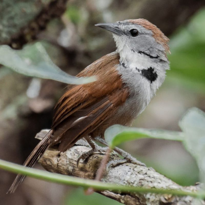 Jual Burung Tepus Pipi Perak ( kaso" mini ) pilihn jtn | Shopee Indonesia