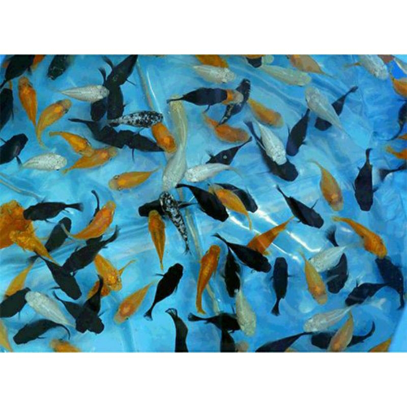 Jual paket 50pcs moly pakan mix warna, oren hitam putih murah meriah ...