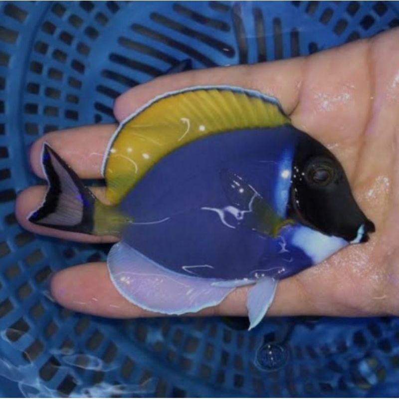 Jual Botana Biru / Bobi / Powder Blue Tang / Ikan Hias Air Laut ...