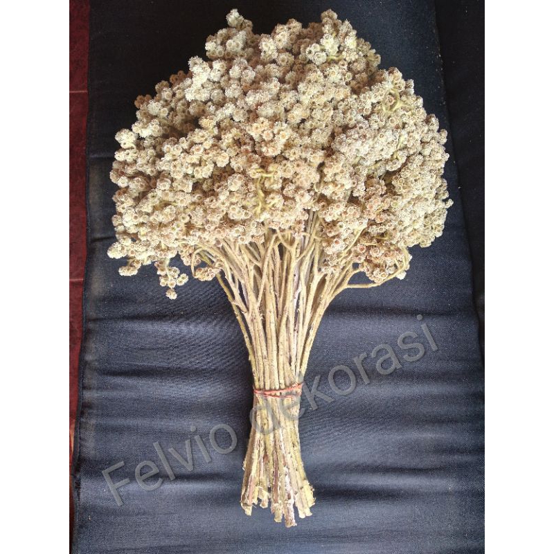 Jual bunga kering edelweiss bromo 1 ikat 60-65 batang putih bersih ...