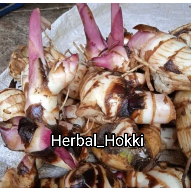 Jual umbi ganyo merah jumbo 1kg - ganyong merah fresh | Shopee Indonesia