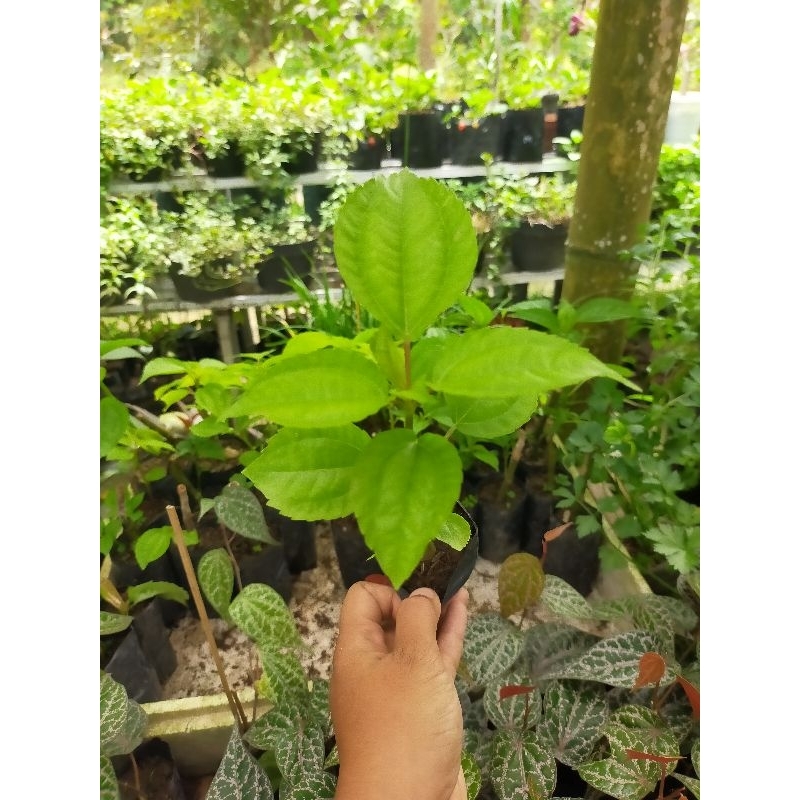 Jual Bibit Tanaman Pohpohan/POHPOHAN/lalapan sunda | Shopee Indonesia