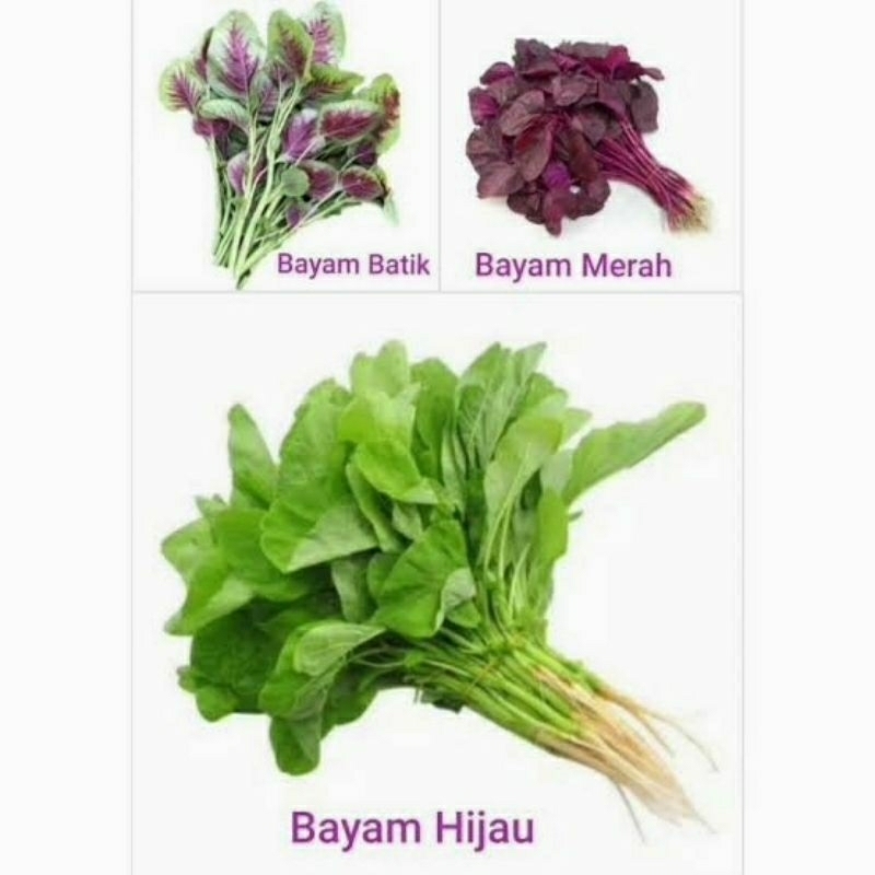 Jual Benih Bayam hijau /sayuran bayam | Shopee Indonesia