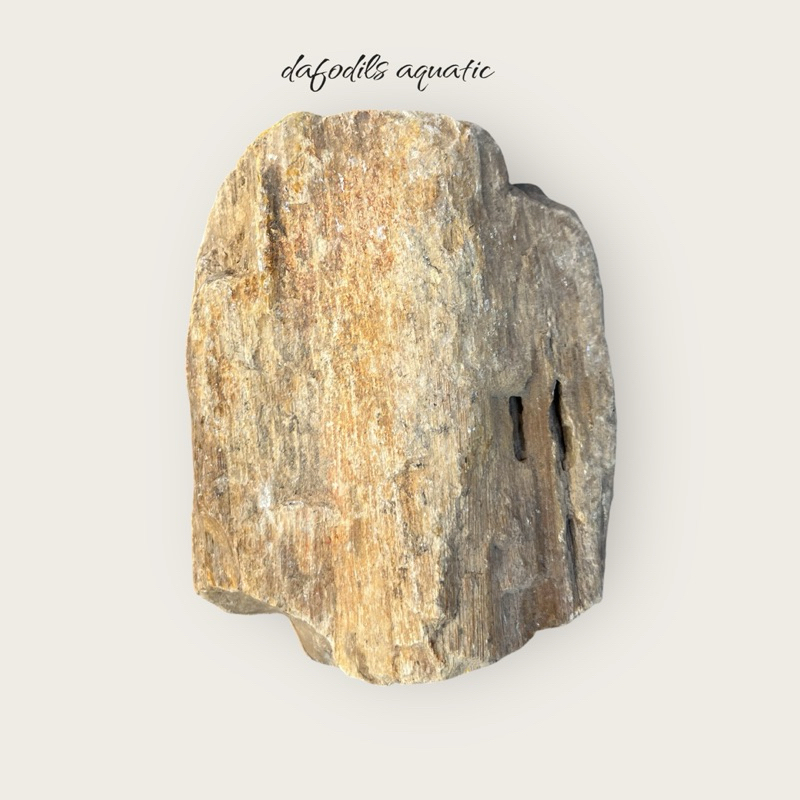 Jual Batu fosil aquascape aquarium fossil stone batu fosil kayu 1kg ...