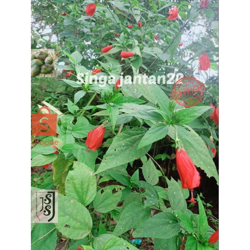 Jual Tanaman wera atau bunga sepatu Malvaviscus Bunga lipstik | Shopee ...