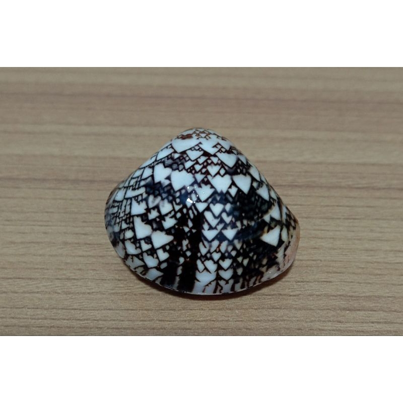 Jual cangkang kerang Lioconcha Fastigiata ( good pattern) | Shopee Indonesia