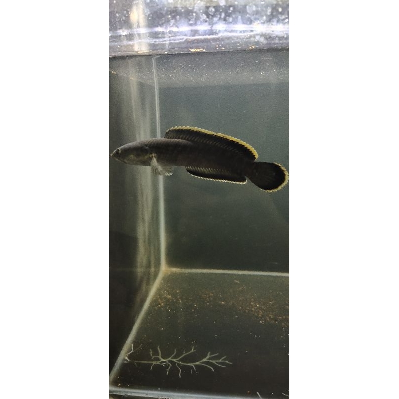 Jual Hiasan Limbata Single tank | Shopee Indonesia