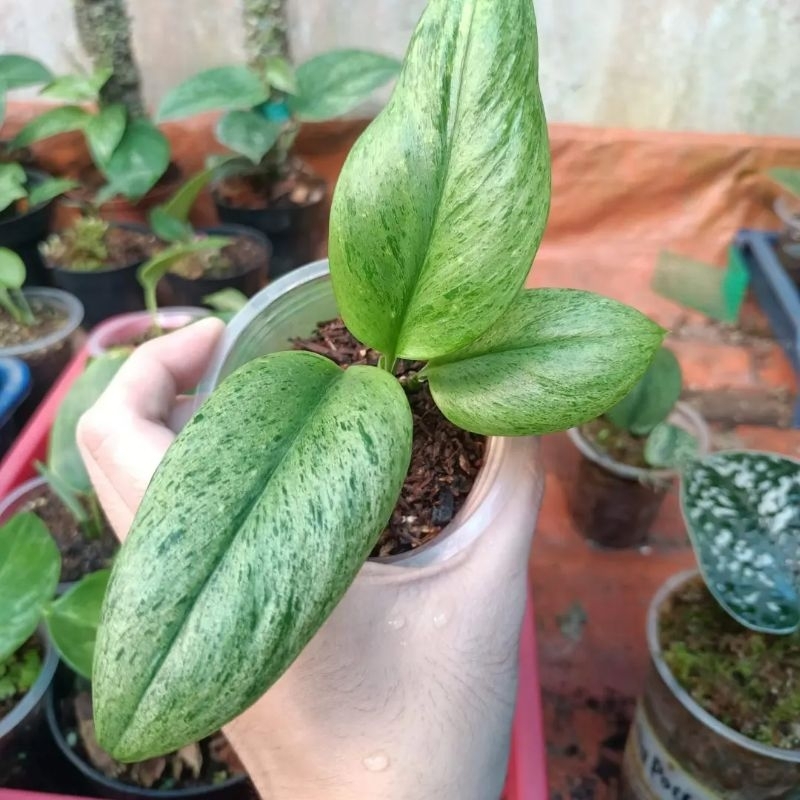 Jual Scindapsus Moonlight Varigata Mint | Shopee Indonesia
