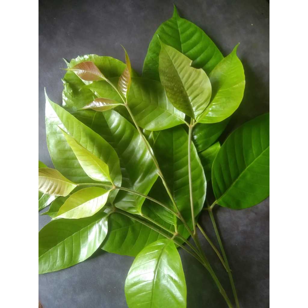 Jual Daun Kecapi Segar - 500gr | Shopee Indonesia