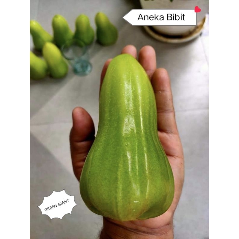 Jual Fresh Cangkok Jambu Air GREEN GIANT ( BUTO IJO ) // Tanaman jambu ...