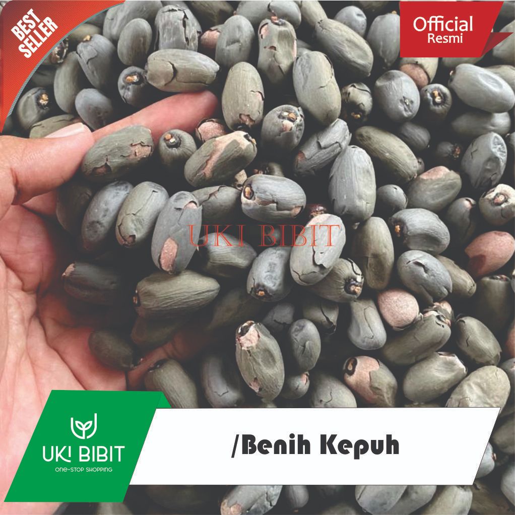 Jual ( 100 Gram ) Benih Biji Kepuh | Kelumpang | Jangkang | Tanaman ...