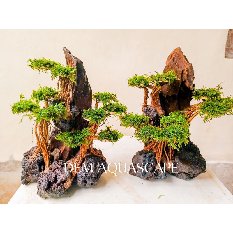 Jual Harscape bonsai kayu rentek Aquascape | Shopee Indonesia