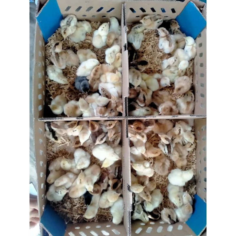 Jual Doc/Bibit Ayam Kampung Asli | Shopee Indonesia
